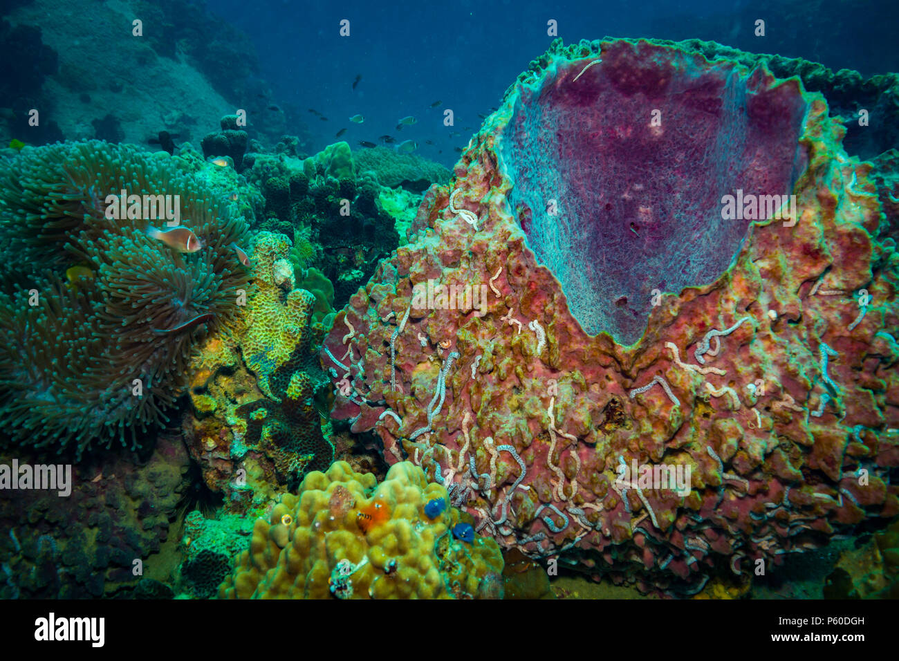 Red sea sponge barrel blue hi-res stock photography and images - Alamy