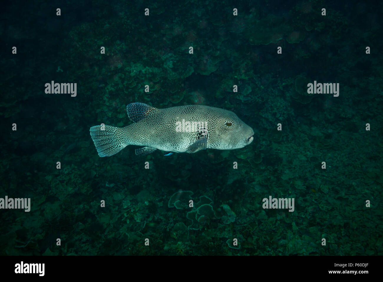 Puffer on the reaf of Koh Tao Stock Photo - Alamy