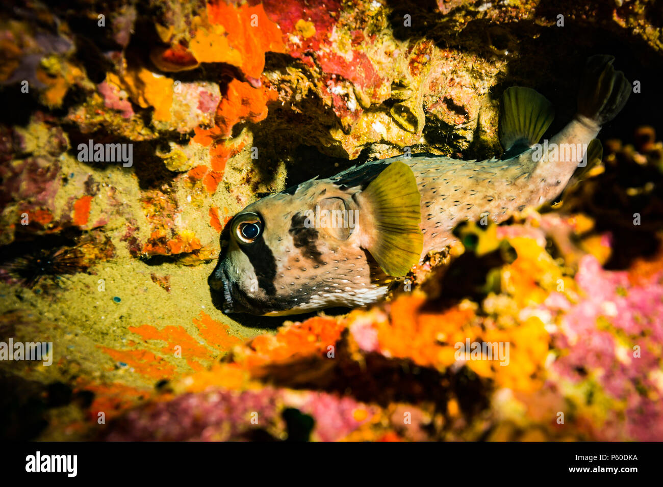 Puffer on the reaf of Koh Tao Stock Photo - Alamy