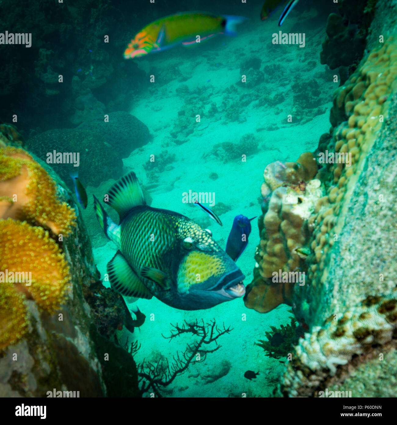 Triggerfish fin hi-res stock photography and images - Alamy