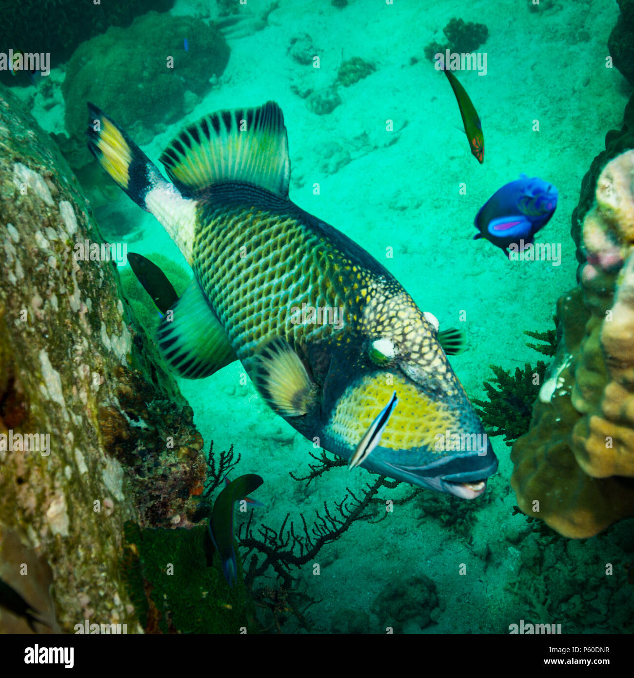 A big Triggerfish near island Koh Tao Stock Photo - Alamy