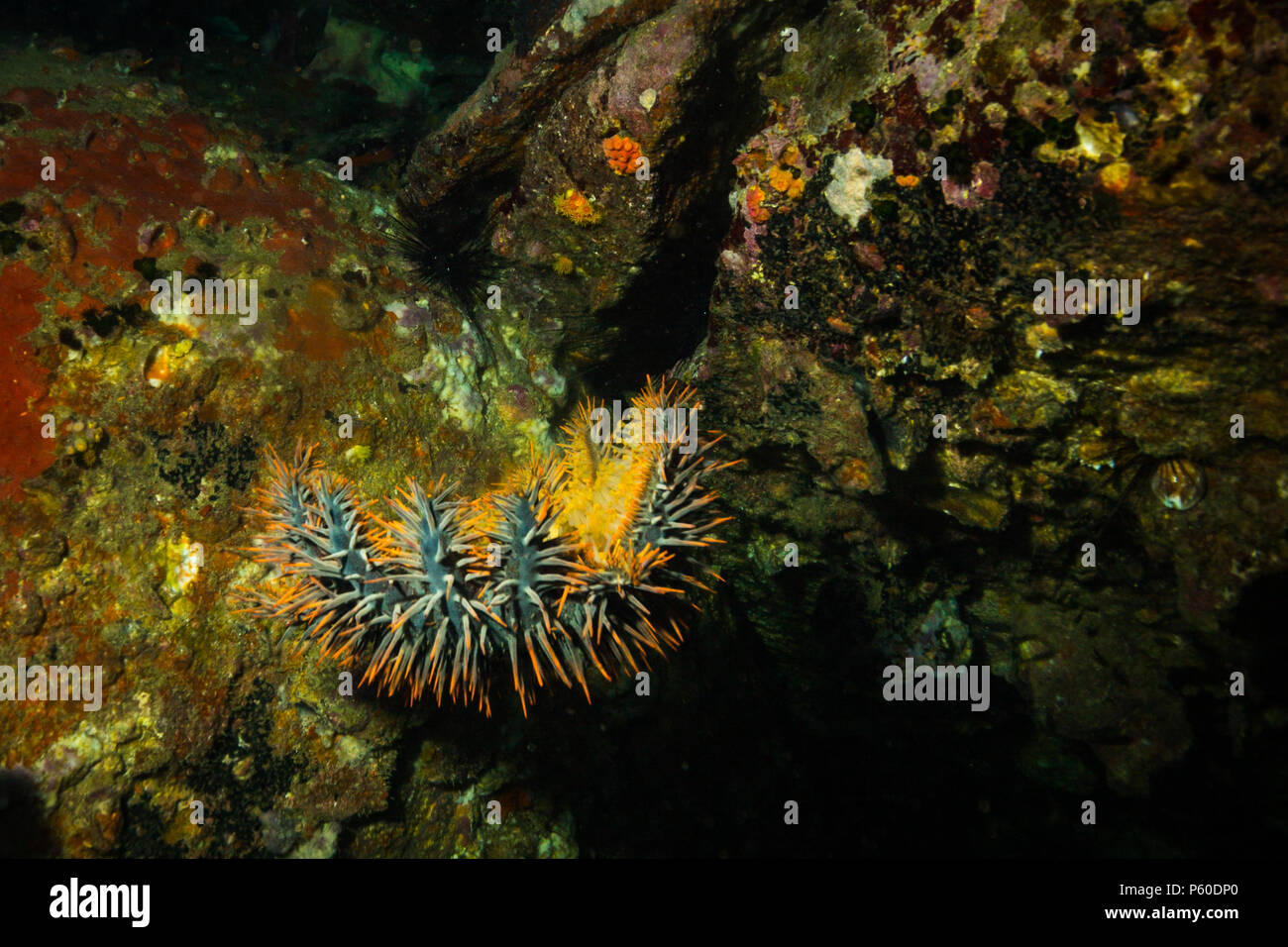 Crown of thorns starfish on coral reef hi-res stock photography and ...