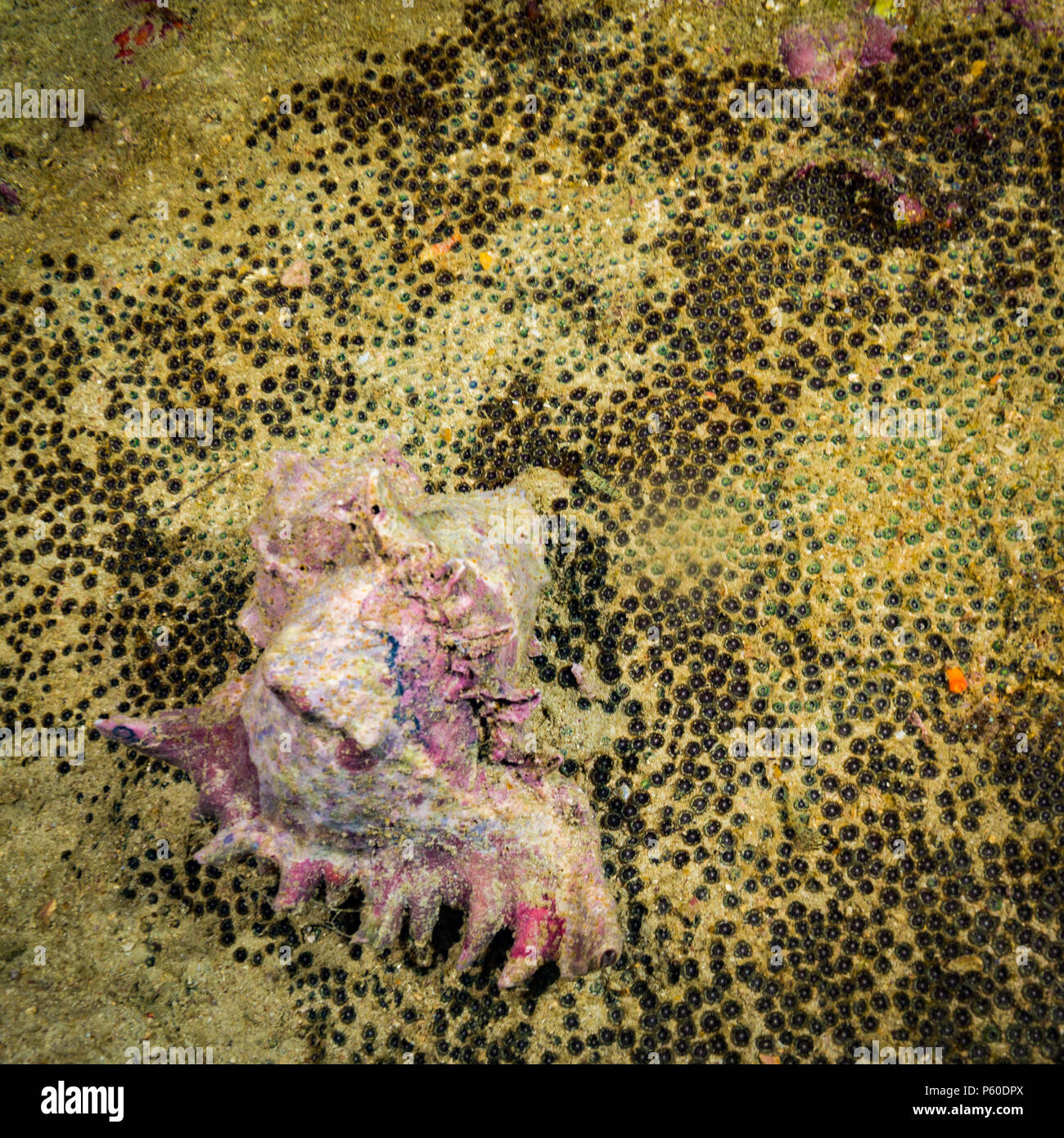 Shell on coral reef of Koh Tao Stock Photo - Alamy