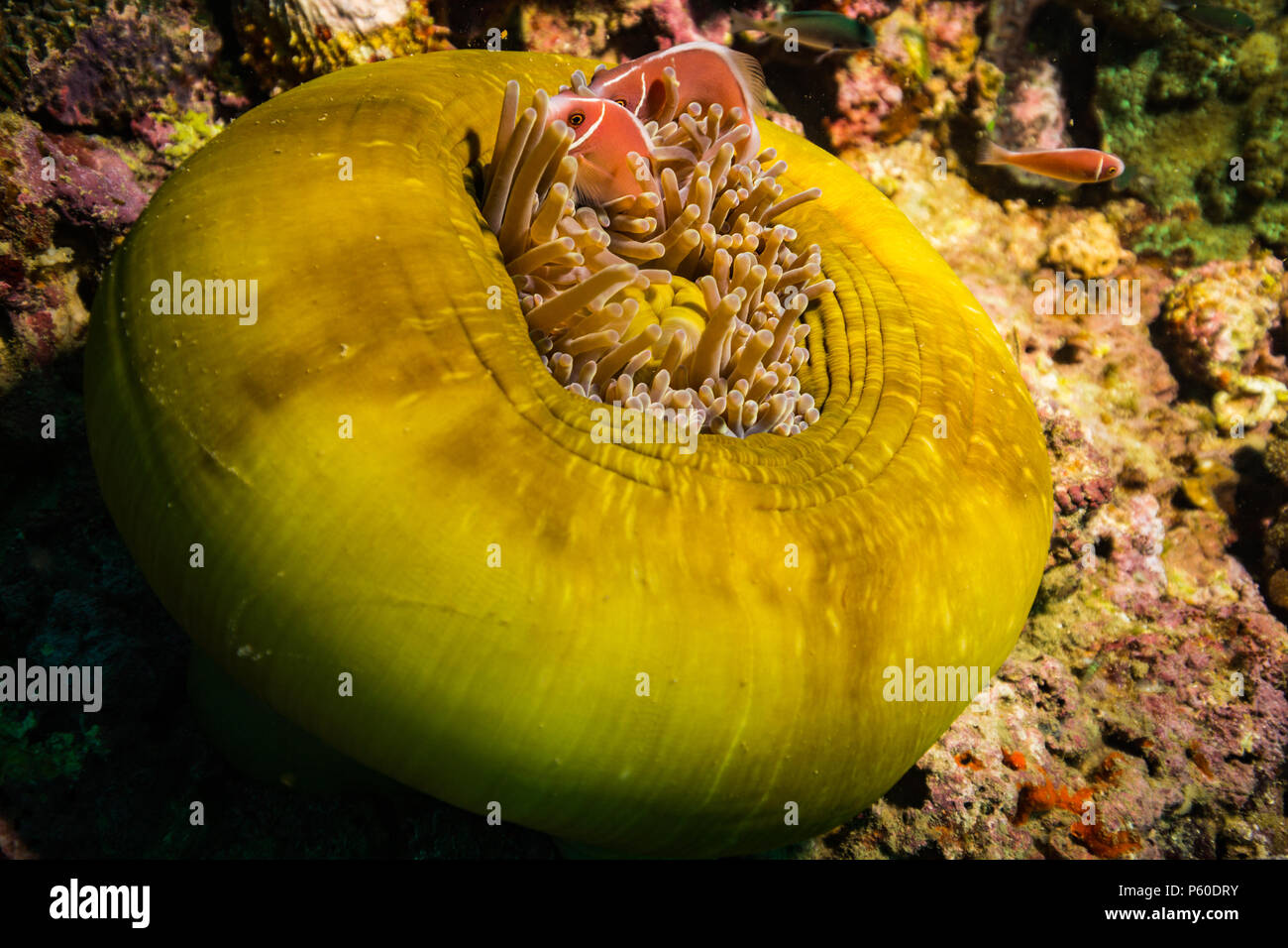 Anemone on coral reef of Koh Tao Stock Photo - Alamy