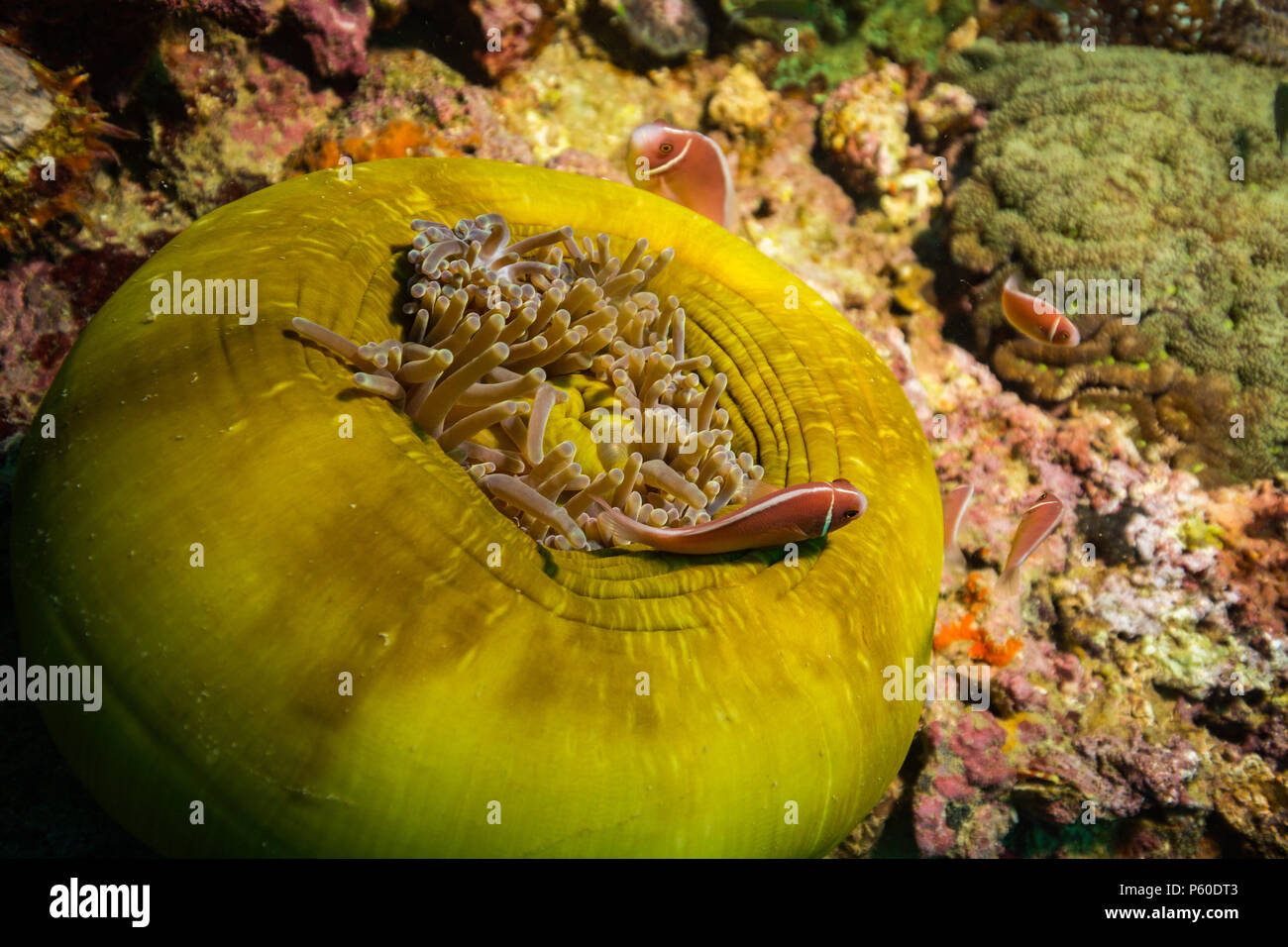 Anemone on coral reef of Koh Tao Stock Photo - Alamy
