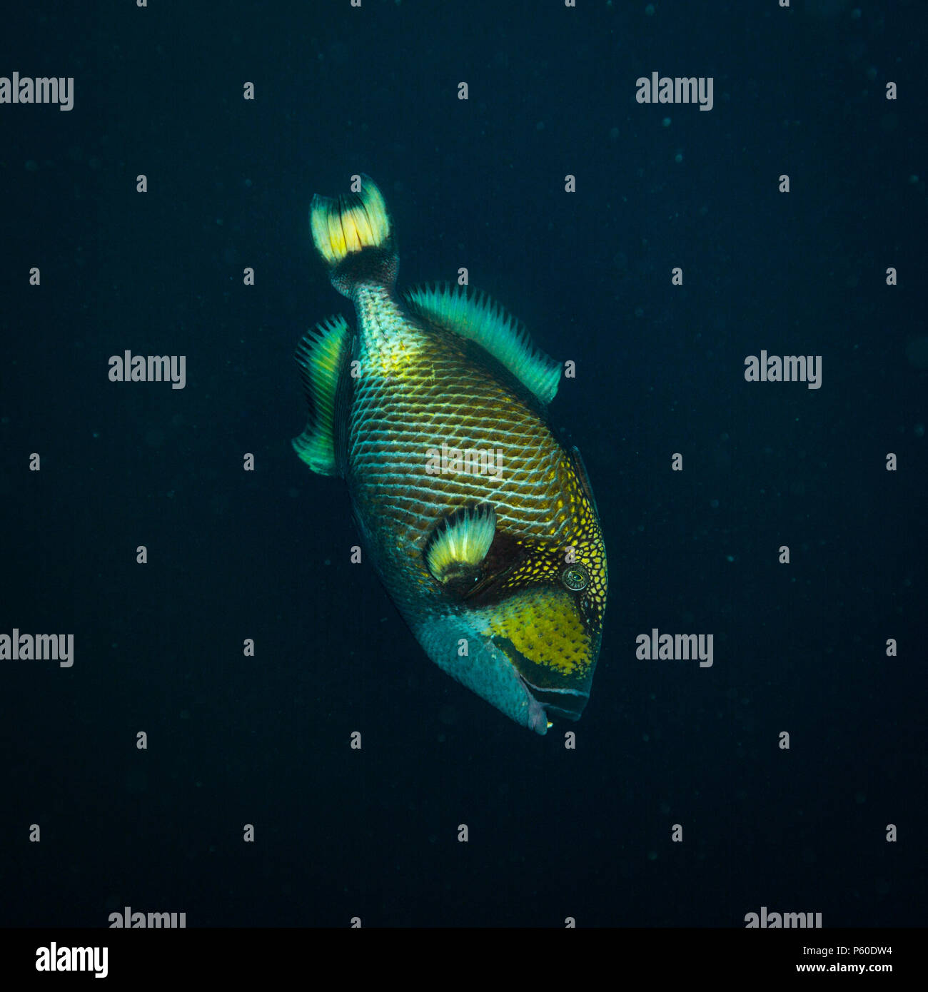 Triggerfish teeth hi-res stock photography and images - Alamy