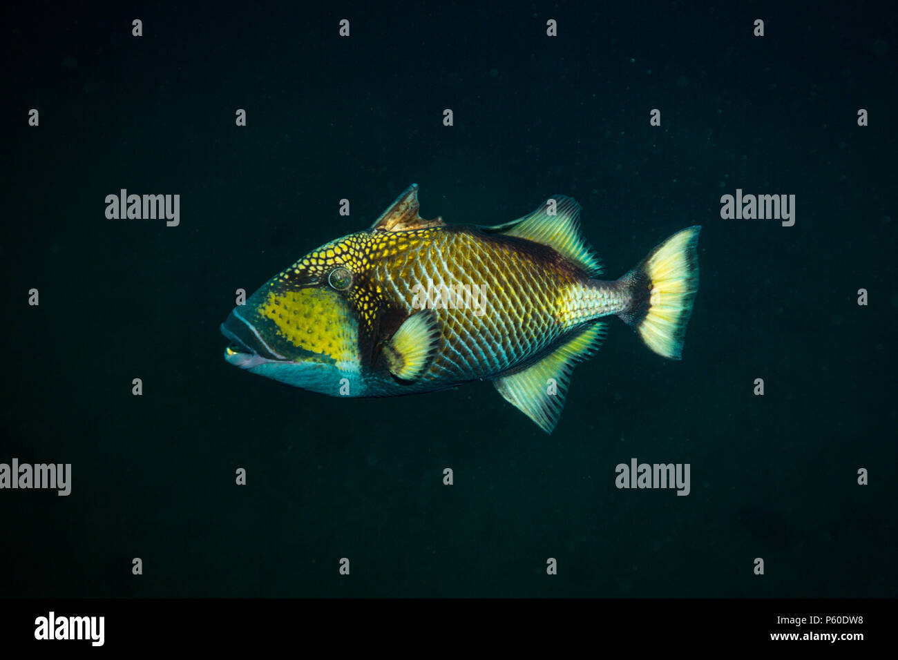 Triggerfish fin hi-res stock photography and images - Alamy