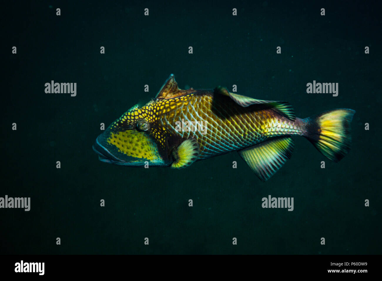 A blue triggerfish hi-res stock photography and images - Alamy