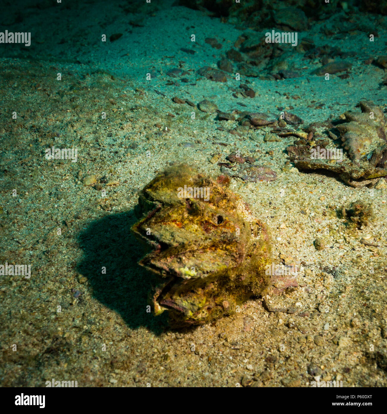 Shell on coral reef of Koh Tao Stock Photo - Alamy