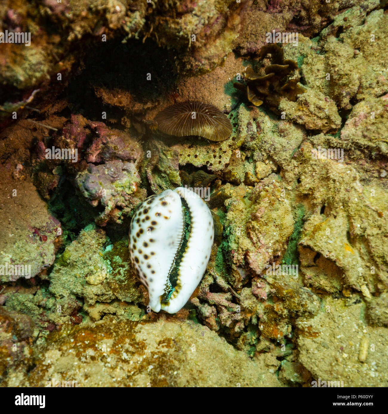 Clam shellfish on coral hi-res stock photography and images - Alamy