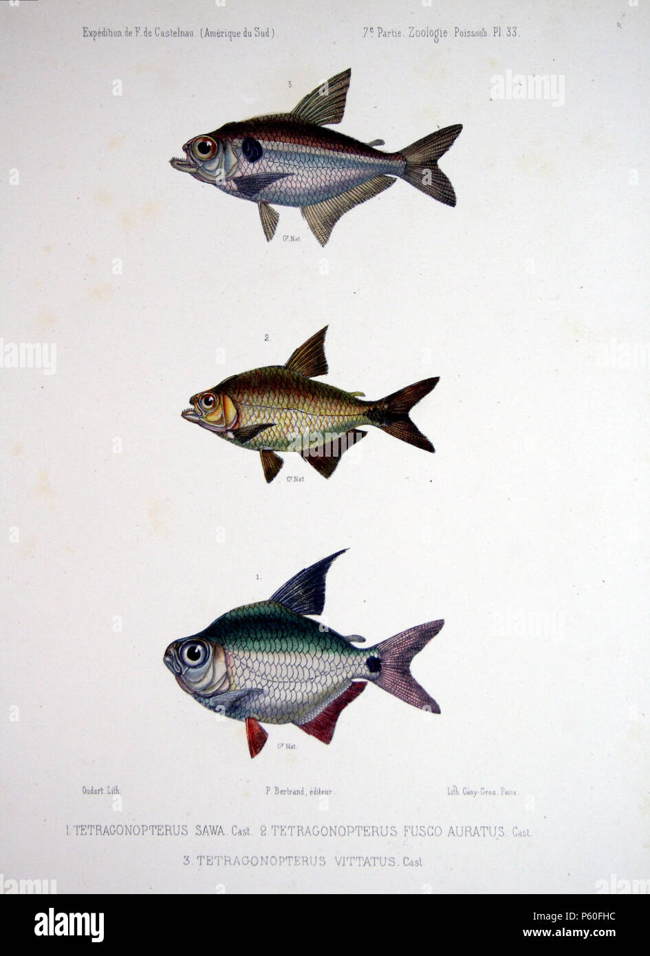 Astyanax bimaculatus hi-res stock photography and images - Alamy