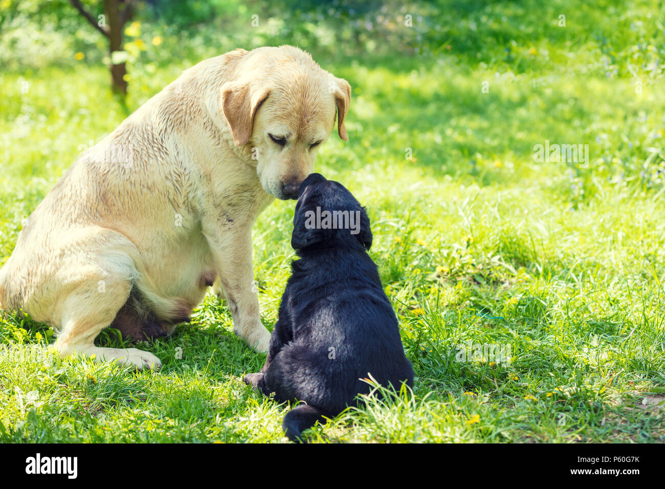 Are Labradors Good With Other Dogs
