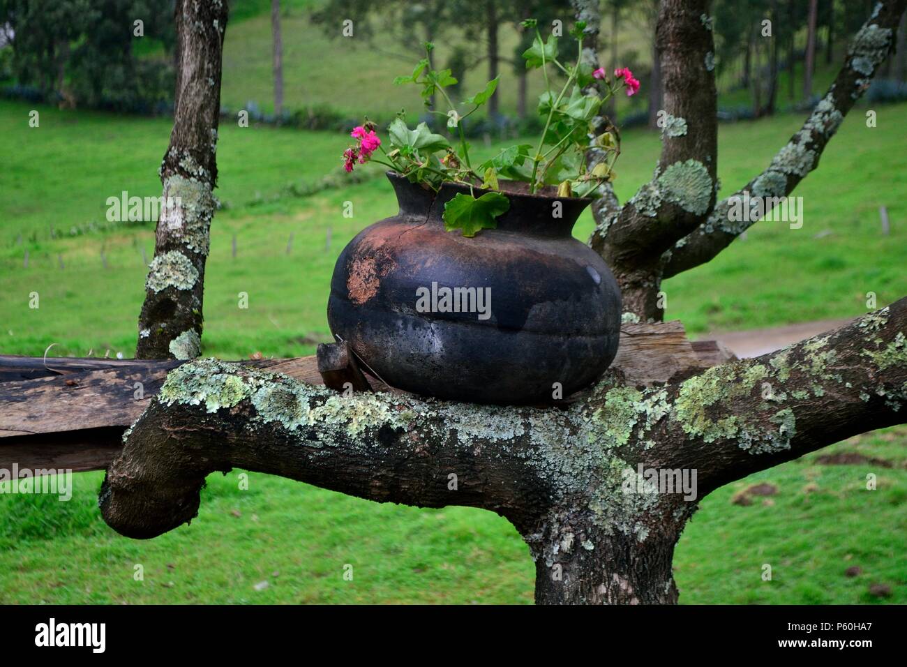 Landscape in SANTA ROSA " Las Huaringas " - HUANCABAMBA.. Department of ...