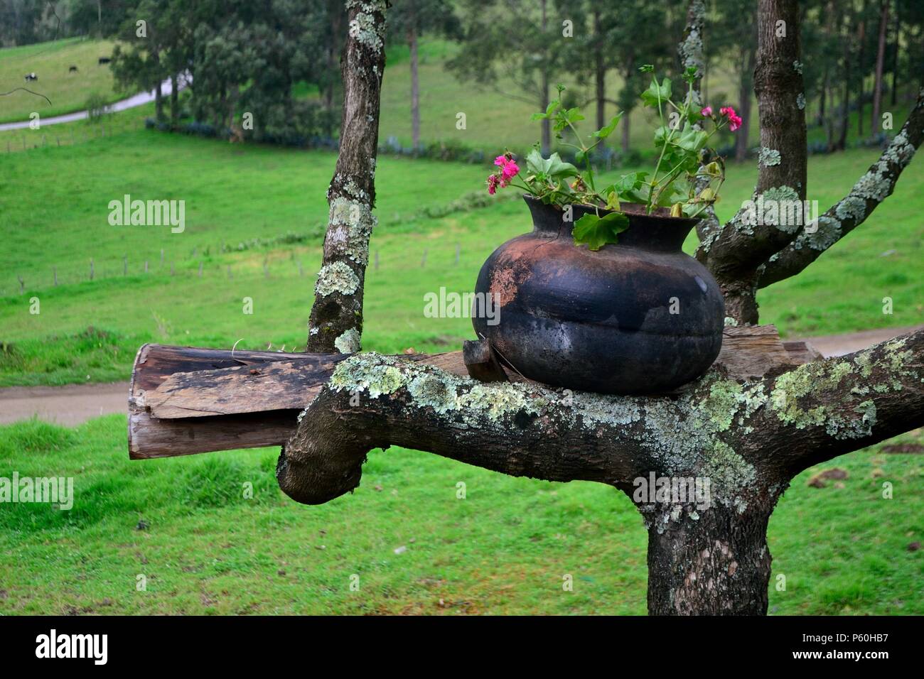 Landscape in SANTA ROSA " Las Huaringas " - HUANCABAMBA.. Department of ...