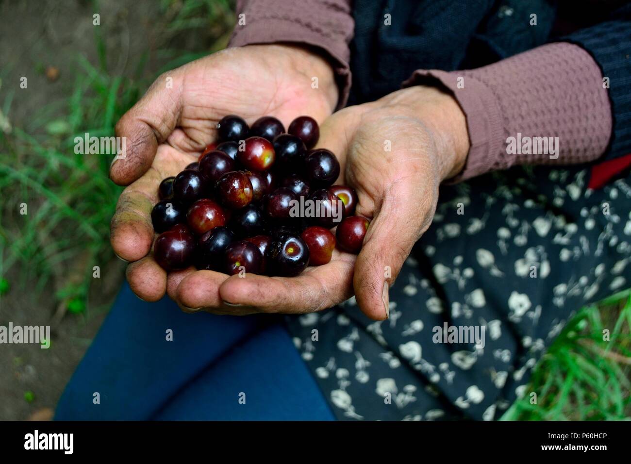 Capuli andean strawerry in SAN ANTONIO " Las Huaringas " - HUANCABAMBA ...