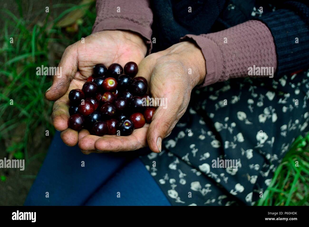 Capuii hi-res stock photography and images - Alamy