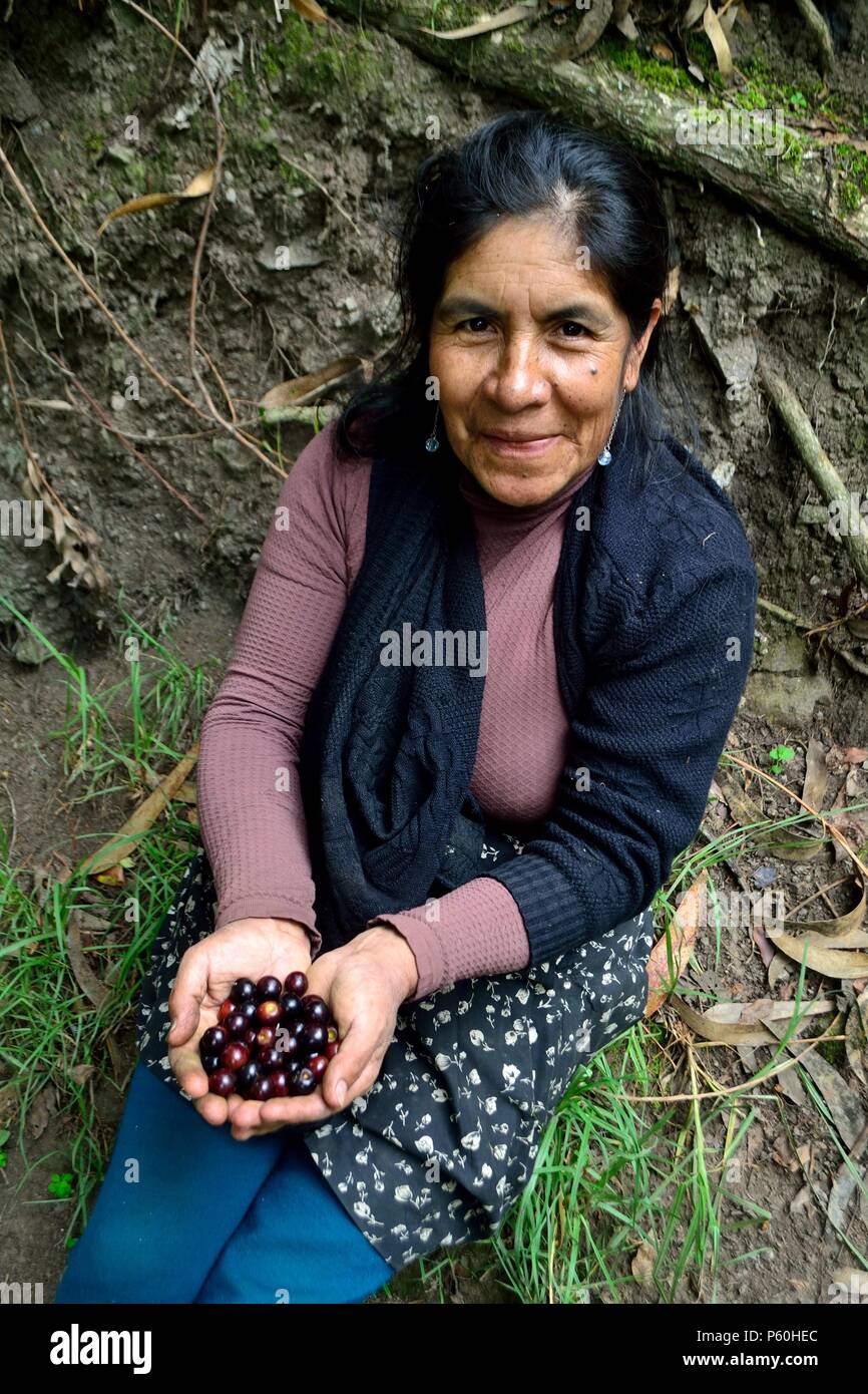 Capuli andean strawerry in SAN ANTONIO " Las Huaringas " - HUANCABAMBA ...