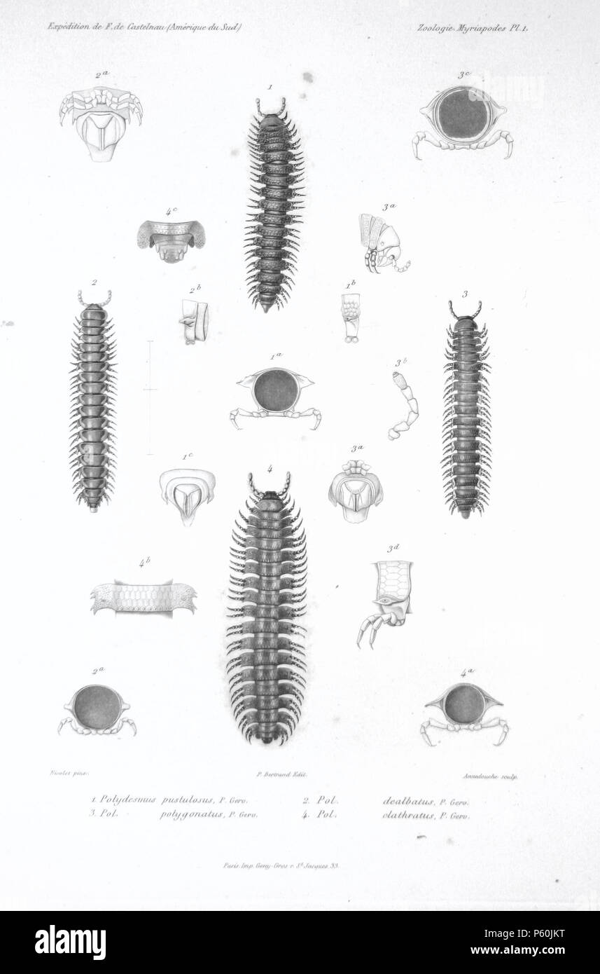 N/A. (top) Polydesmus pustulosus P. Gerv. = Chondrodesmus pustulosus ...