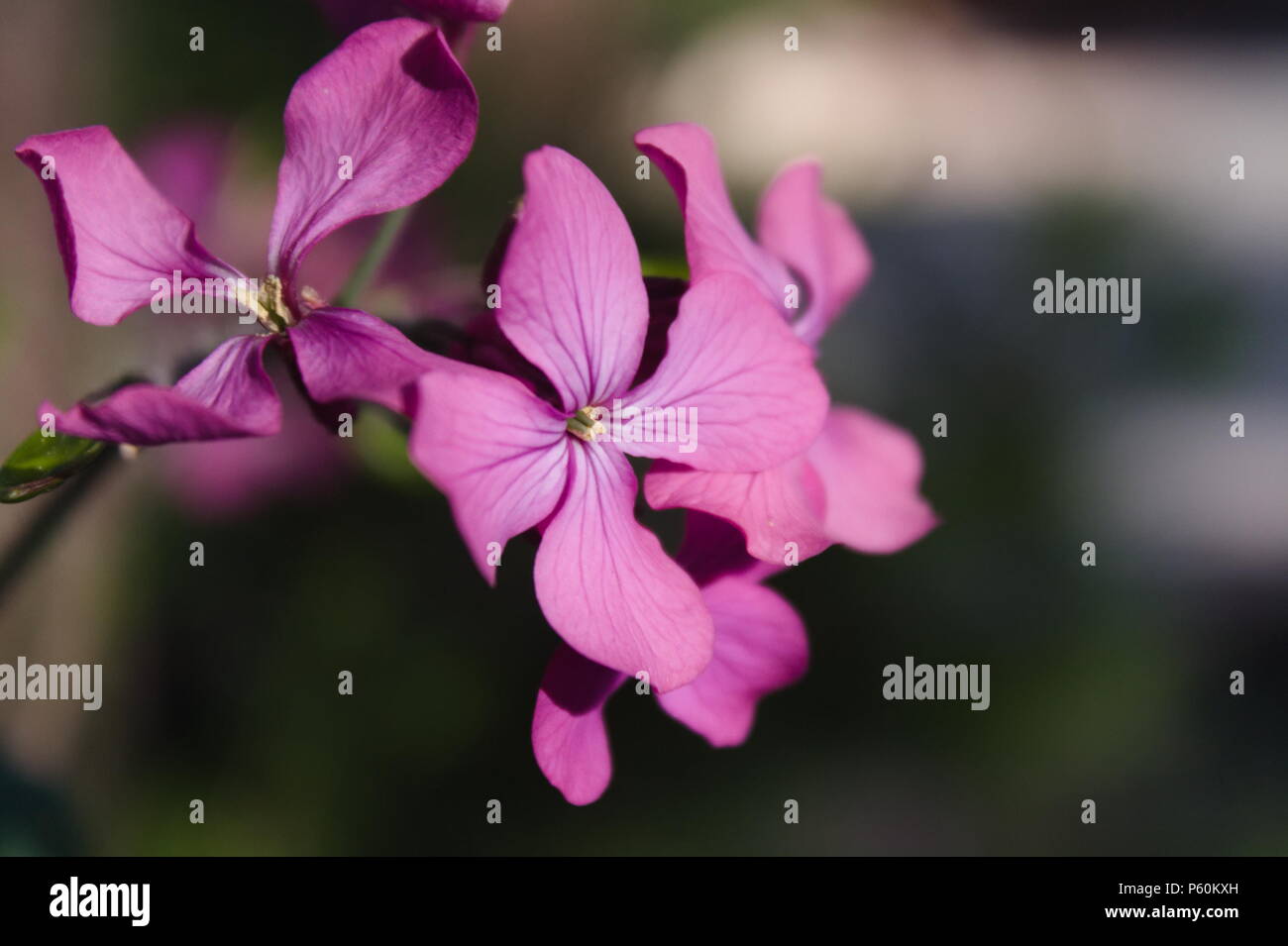 Wild violets hi-res stock photography and images - Alamy