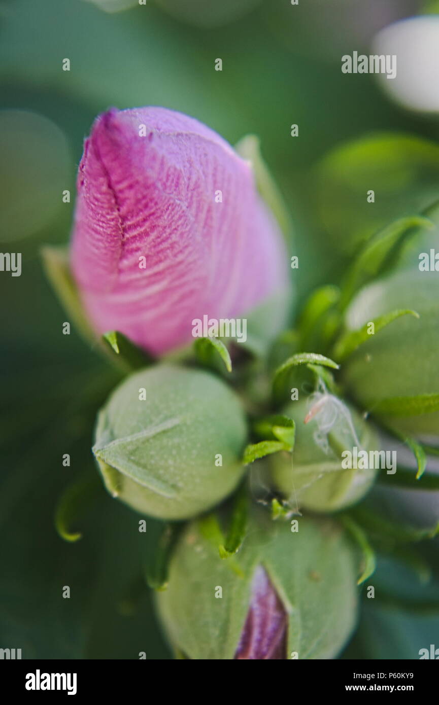 Budding hibiscus flowers, nestled in vibrant leaves Stock Photo - Alamy