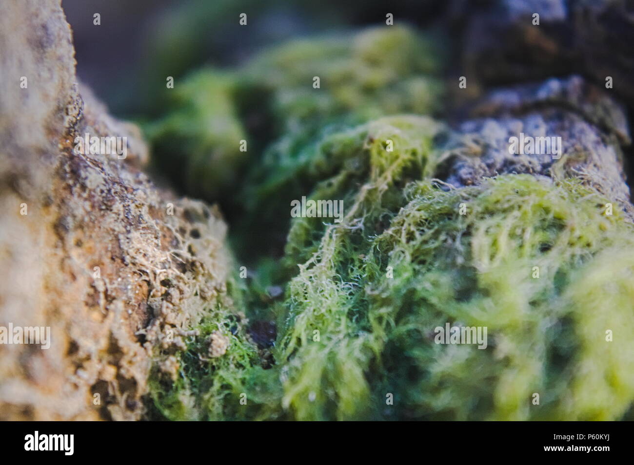 Up-close and personal with moss on the lakeshore in Lewisville, TX ...