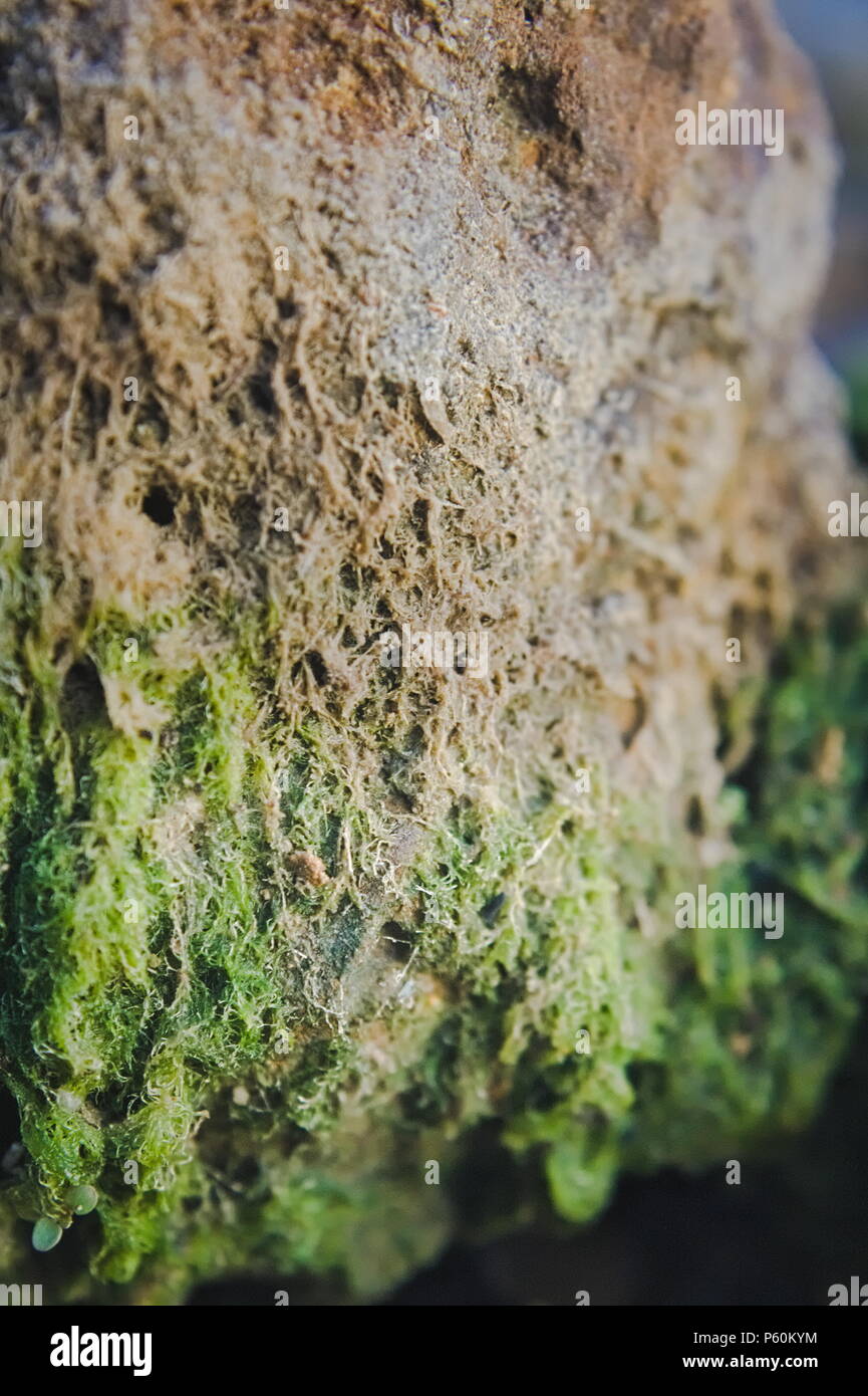 Up-close and personal with moss on the lakeshore in Lewisville, TX ...