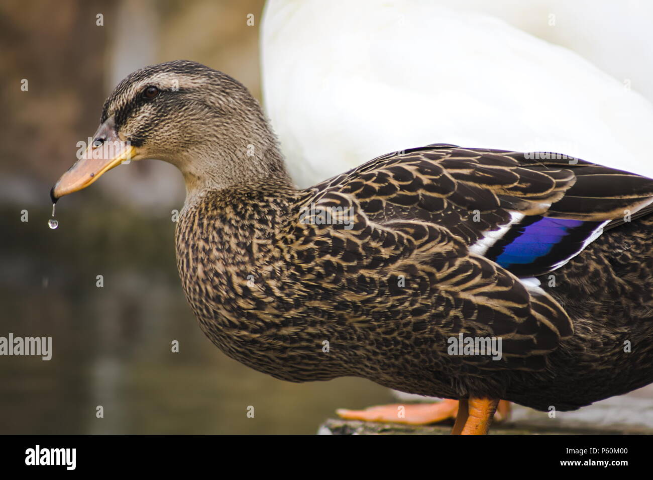 A handsome duck interrupted while taking a drink - a single water ...