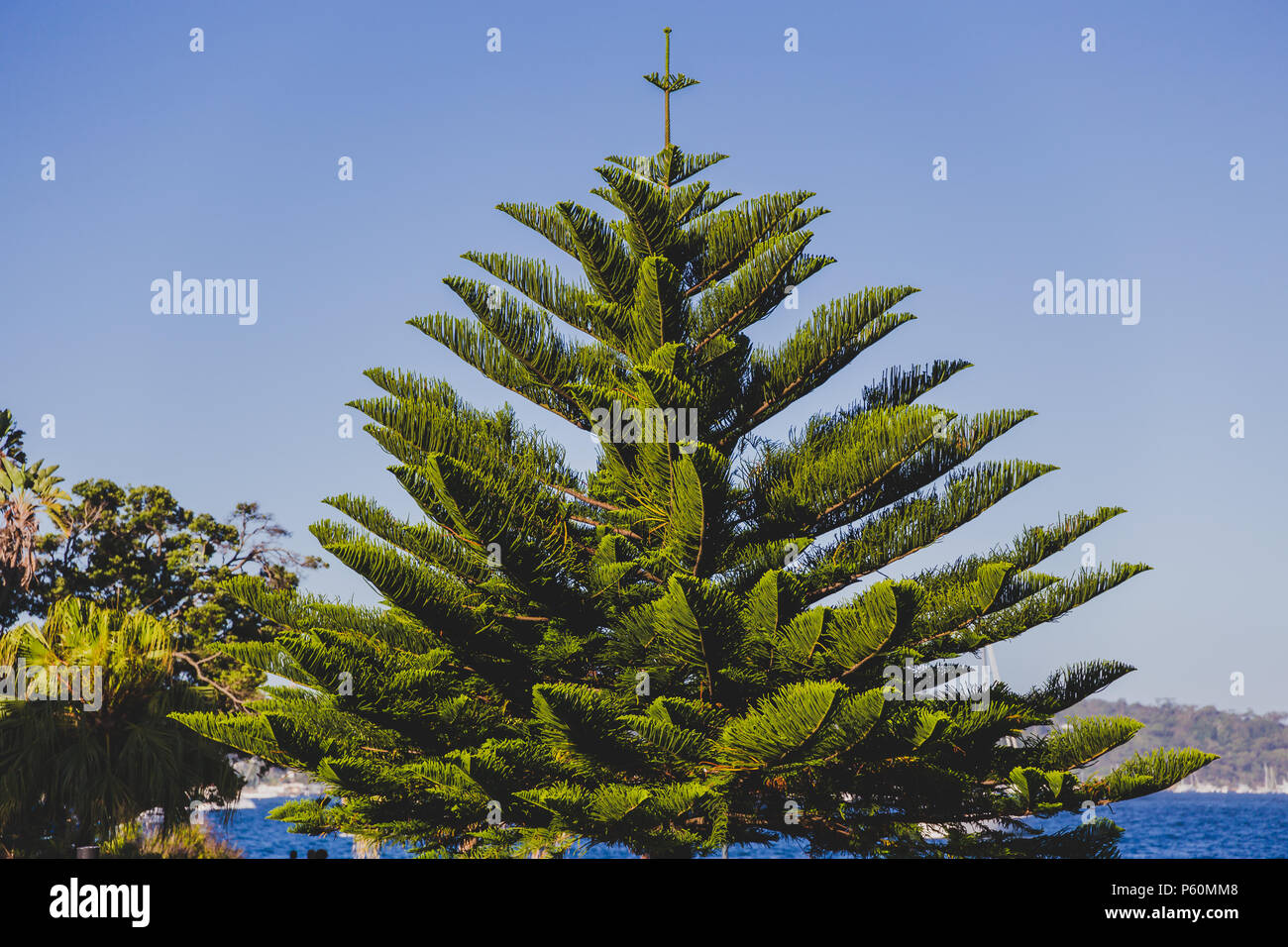maritime pine tree in city park in Sydney, Australia Stock Photo - Alamy