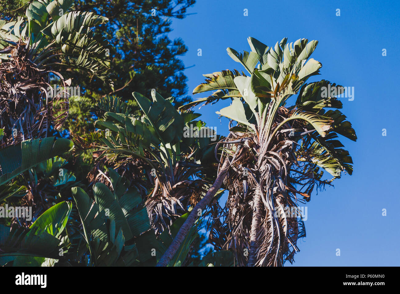 tropical palm trees in city park in Sydney, Australia Stock Photo - Alamy