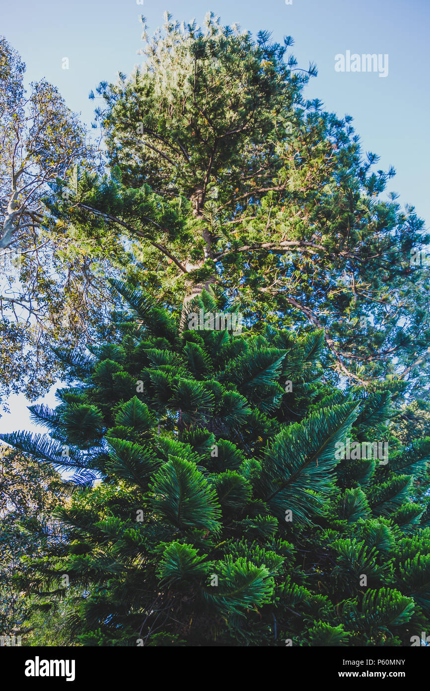maritime pine tree in city park in Sydney, Australia Stock Photo - Alamy
