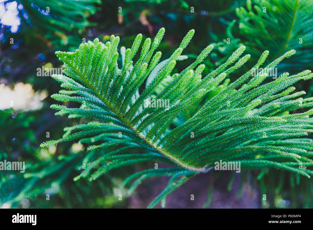 maritime pine tree in city park in Sydney, Australia Stock Photo - Alamy