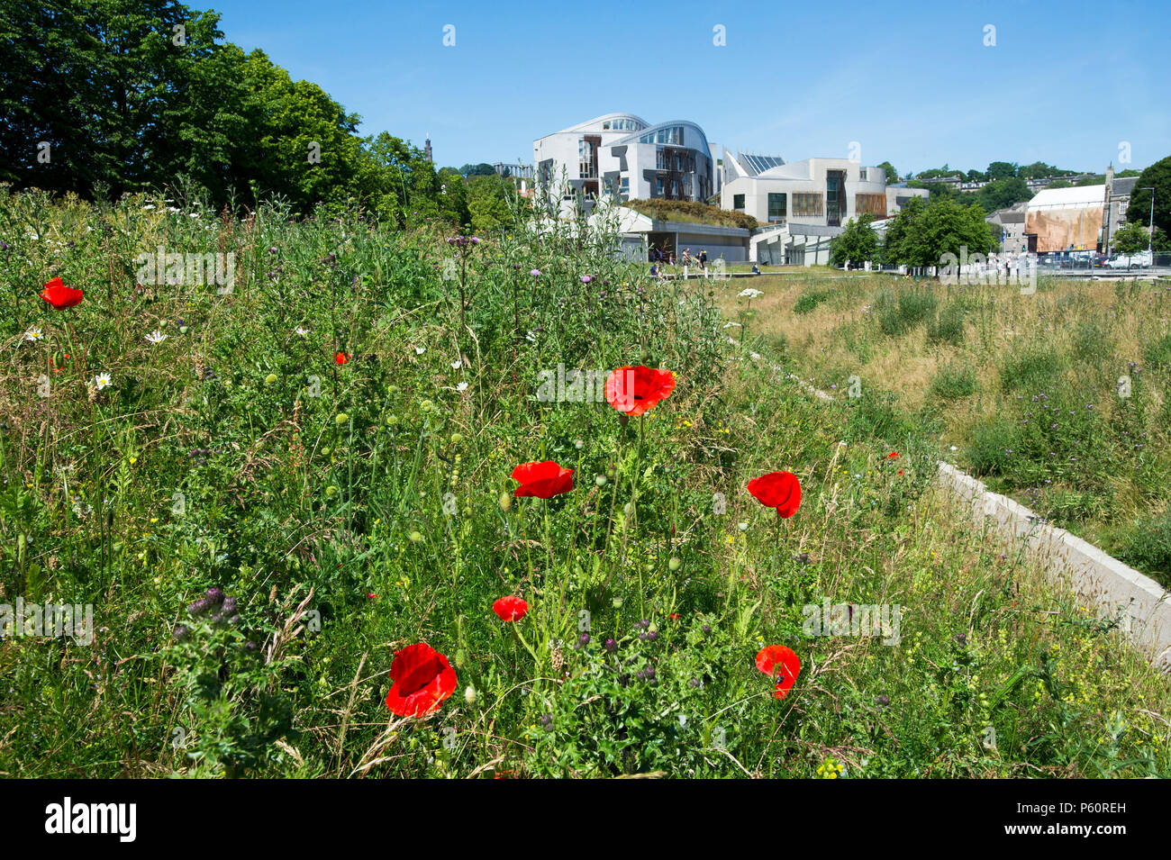 Scottish scotland poppies hi-res stock photography and images - Alamy