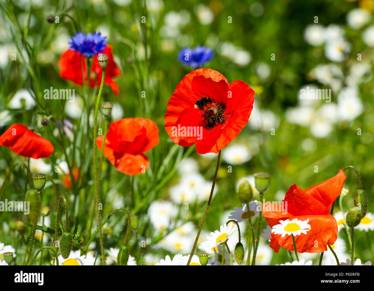 Poppies with insects hi-res stock photography and images - Alamy