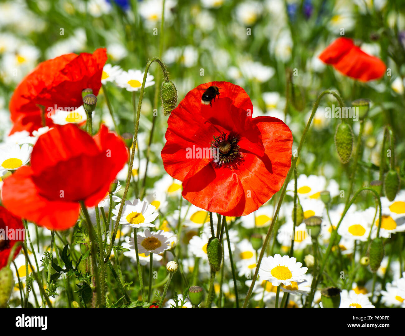 Common poppies / red poppy (Papaver rhoeas) and wild flowers in ...