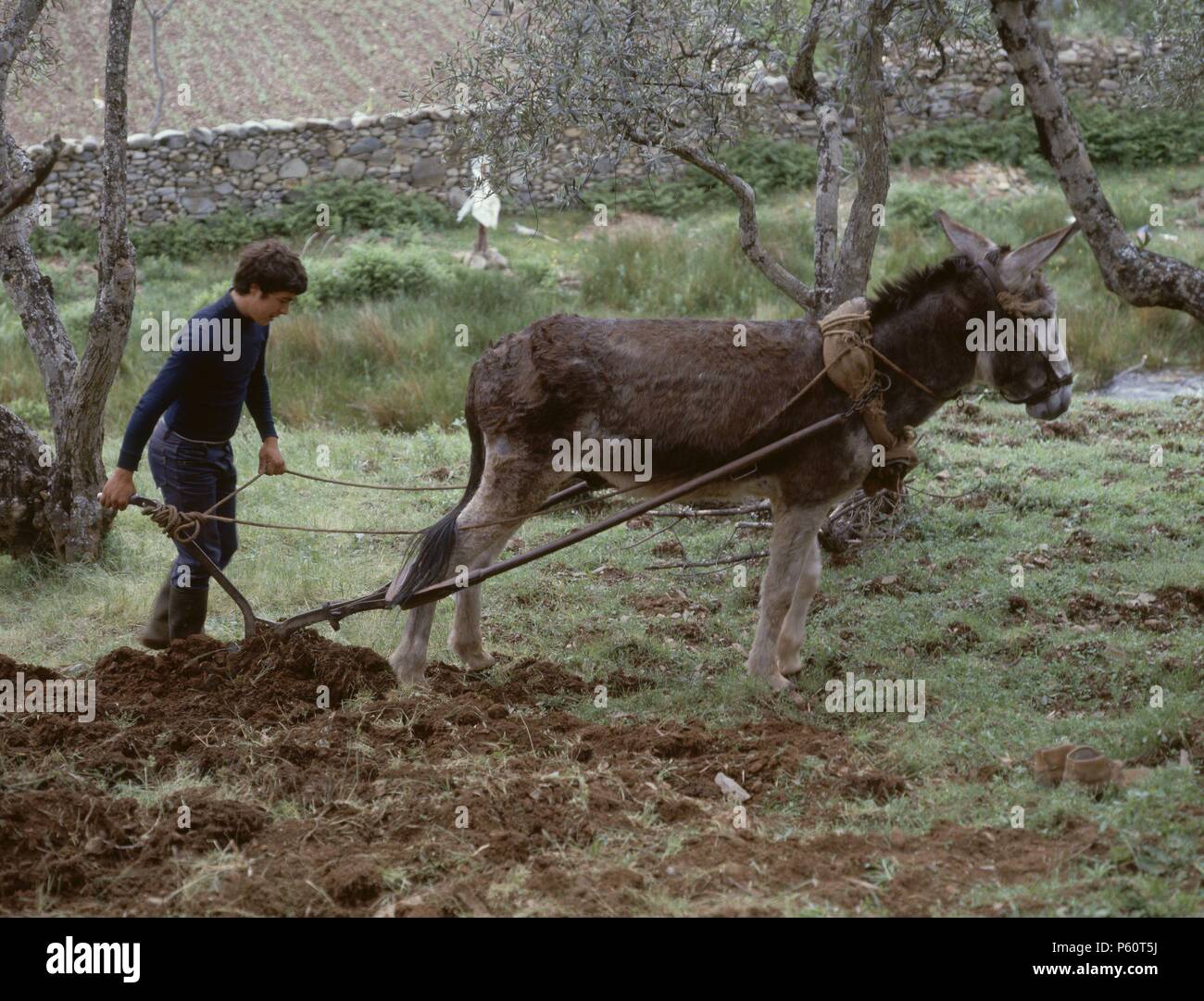 Arando con un burro hi-res stock photography and images - Alamy