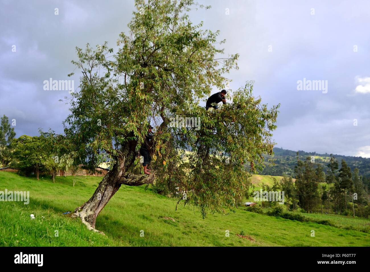 Picking Capuli- andean strawerry in SAPALACHE " Las Huaringas ...