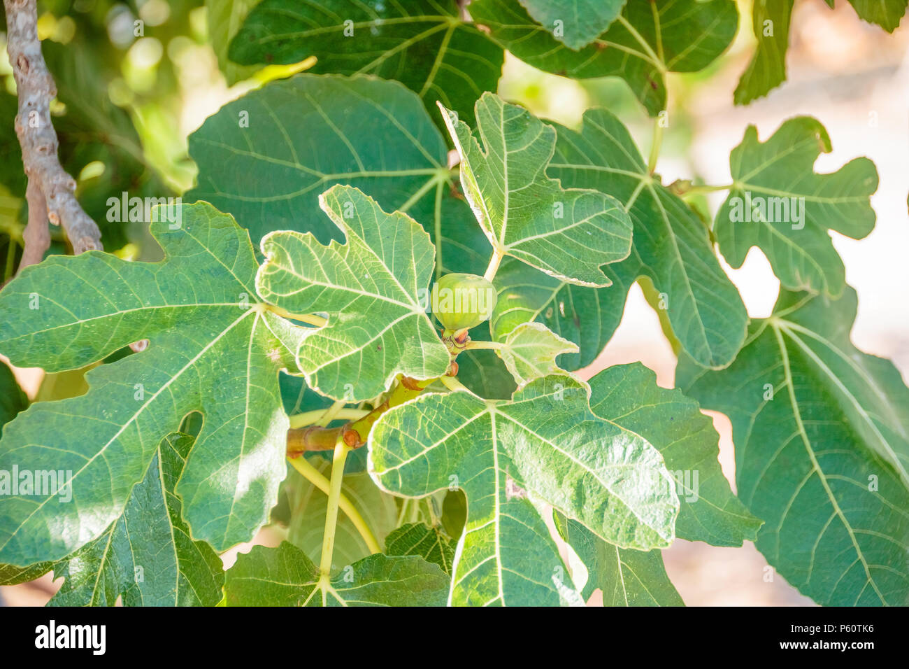 Green figs on the tree in a sunny day.Fig tree. Ripe fig fruits on tree ...