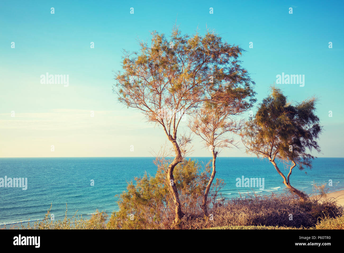 Two trees on the seashore Stock Photo - Alamy