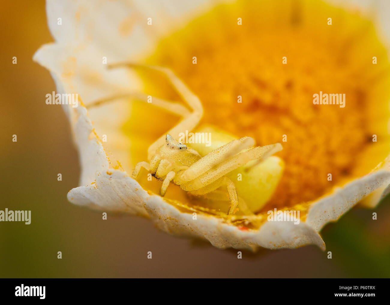 Pink crab spider (Thomisus onustus) mimicking on a daisy flower ...