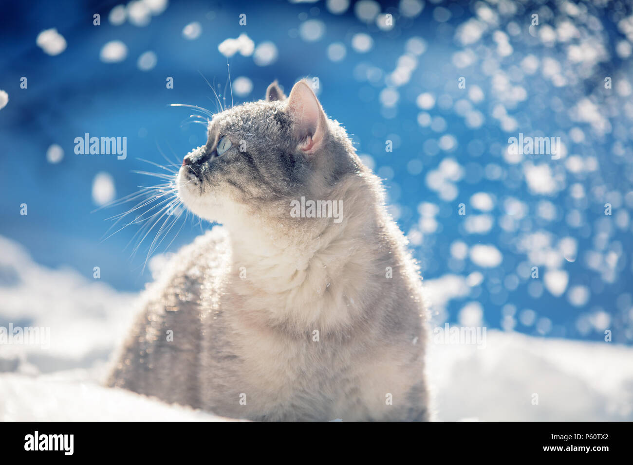 Lovely Siamese cat walks in the deep snow in winter Stock Photo - Alamy