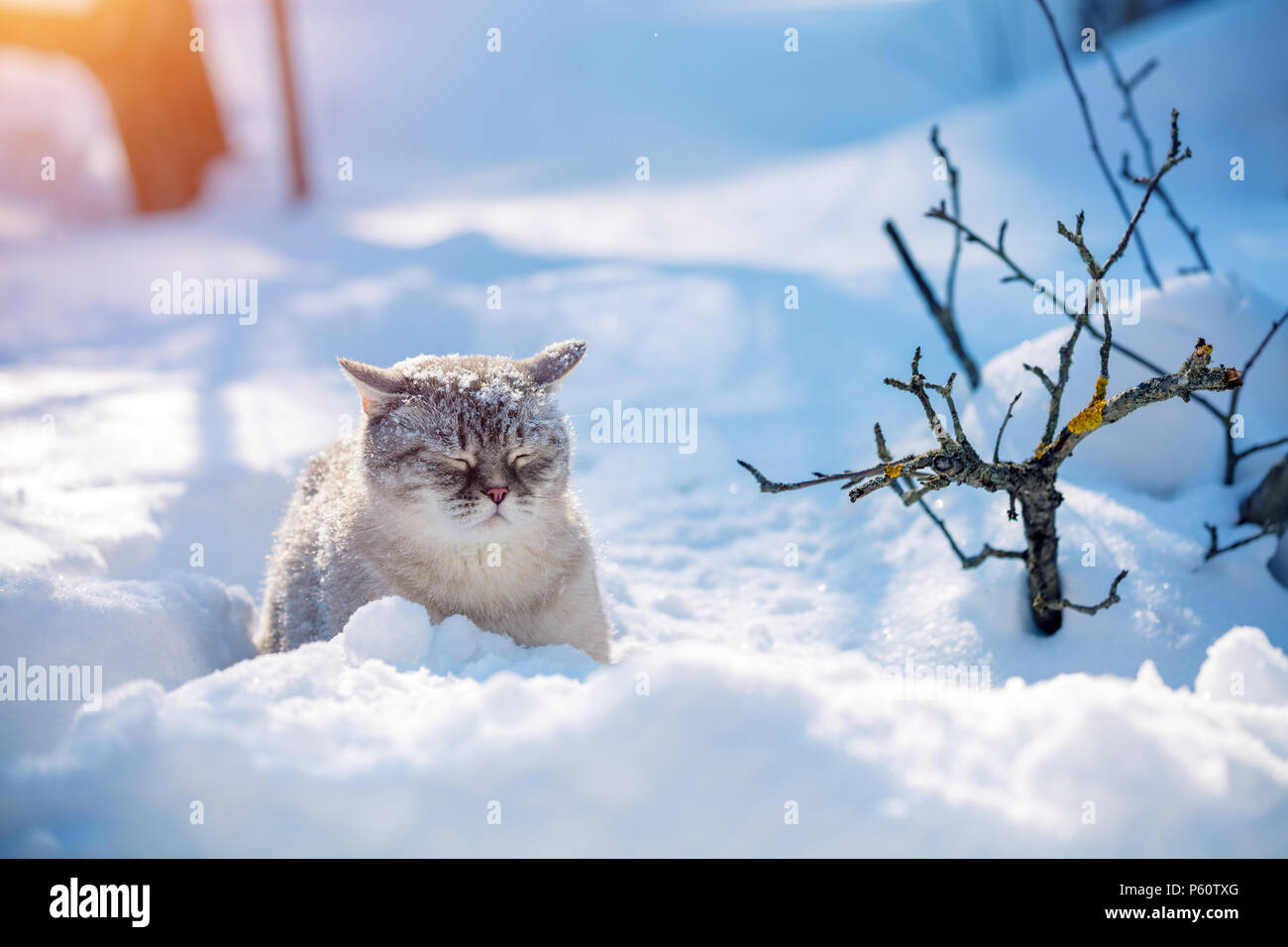 Lovely Siamese cat walks in the deep snow in winter Stock Photo - Alamy
