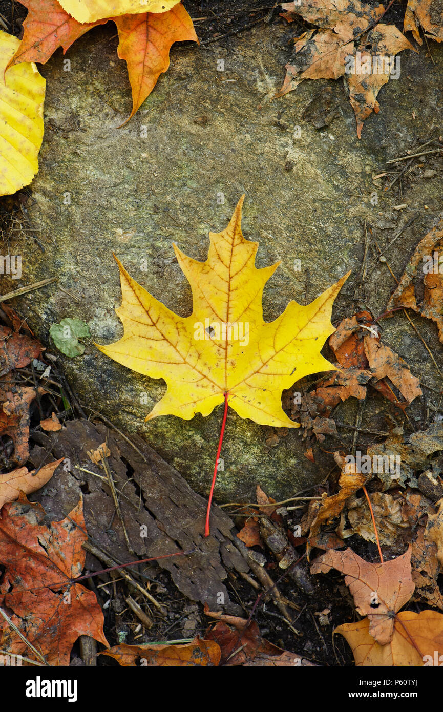 Canadian maple trees hi-res stock photography and images - Alamy