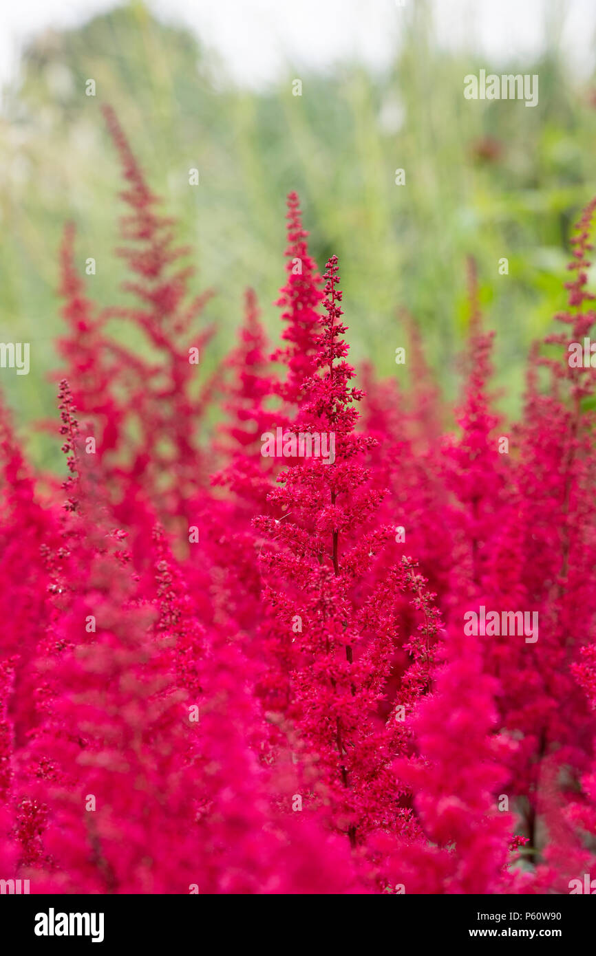 Astilbe flowers astilbe arendsii hi-res stock photography and images ...