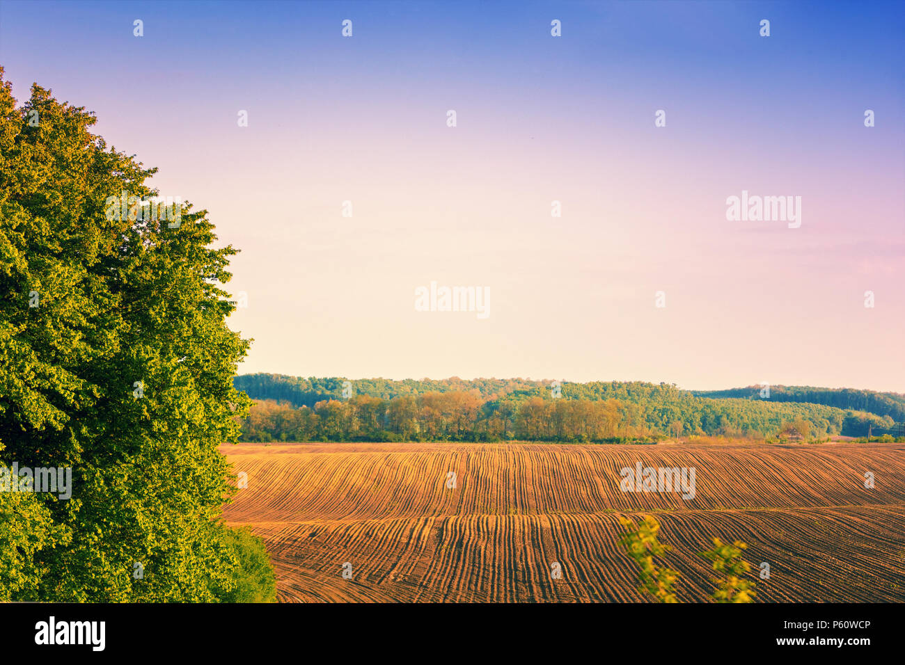 Rural landscape in early morning. Wheat field Stock Photo - Alamy