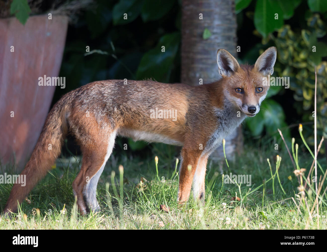 Skinny fox hi-res stock photography and images - Alamy