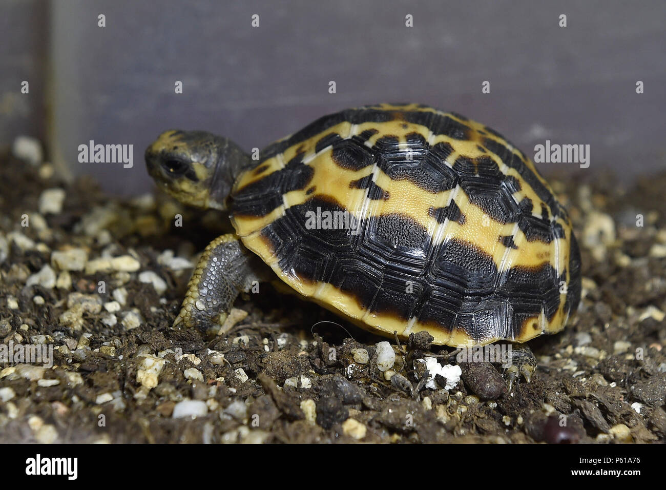 Spider tortoise pyxis arachnoides hi-res stock photography and images ...