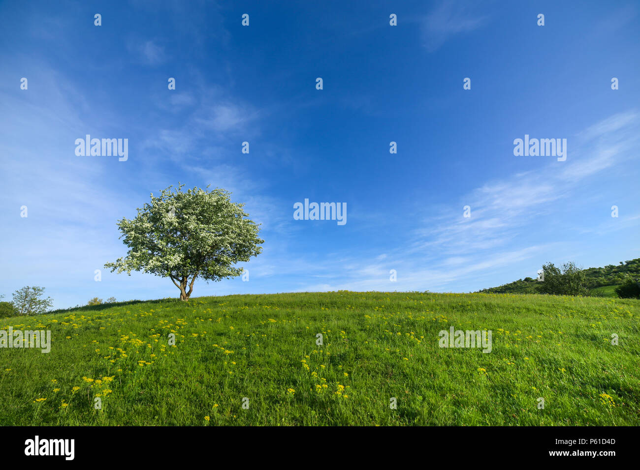 Spring time landscape with isolated tree in bloom Stock Photo - Alamy