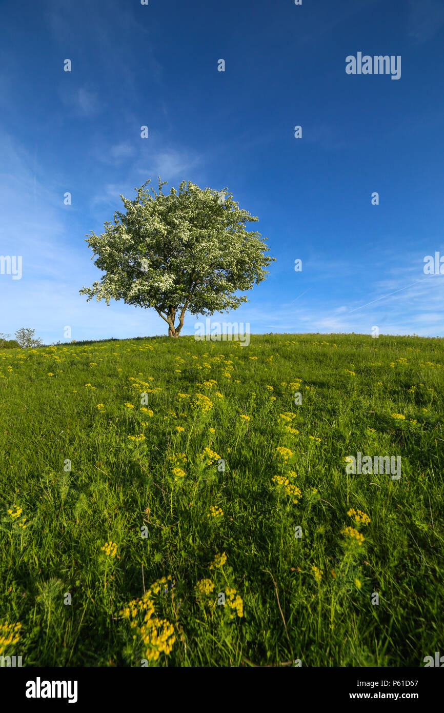 Spring time landscape with isolated tree in bloom Stock Photo - Alamy