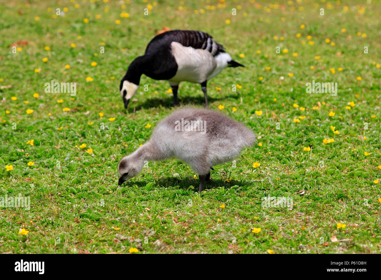 Adult baby animals hi-res stock photography and images - Alamy