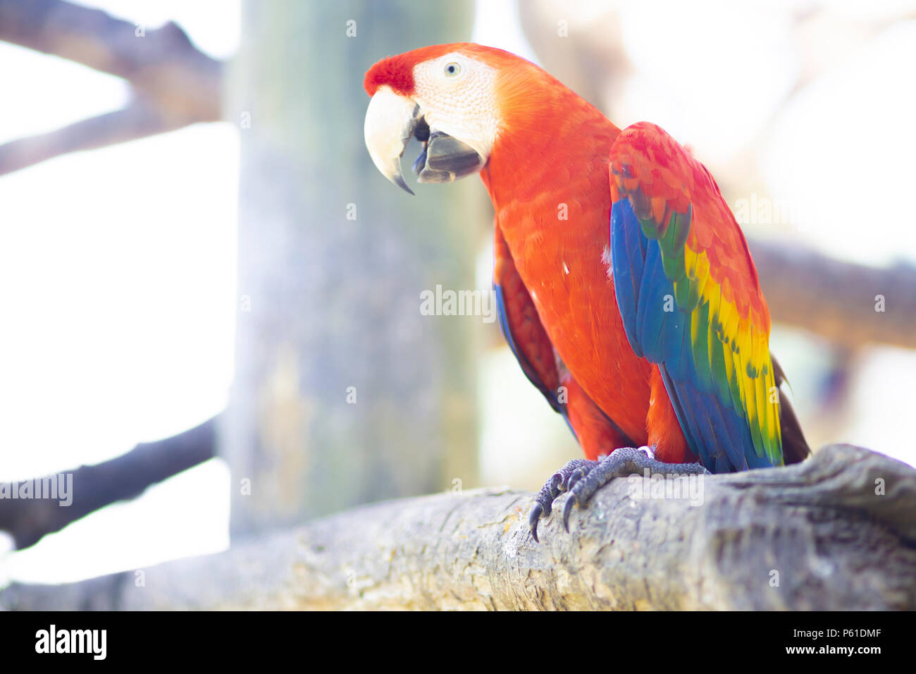 Macaw purple hi-res stock photography and images - Alamy